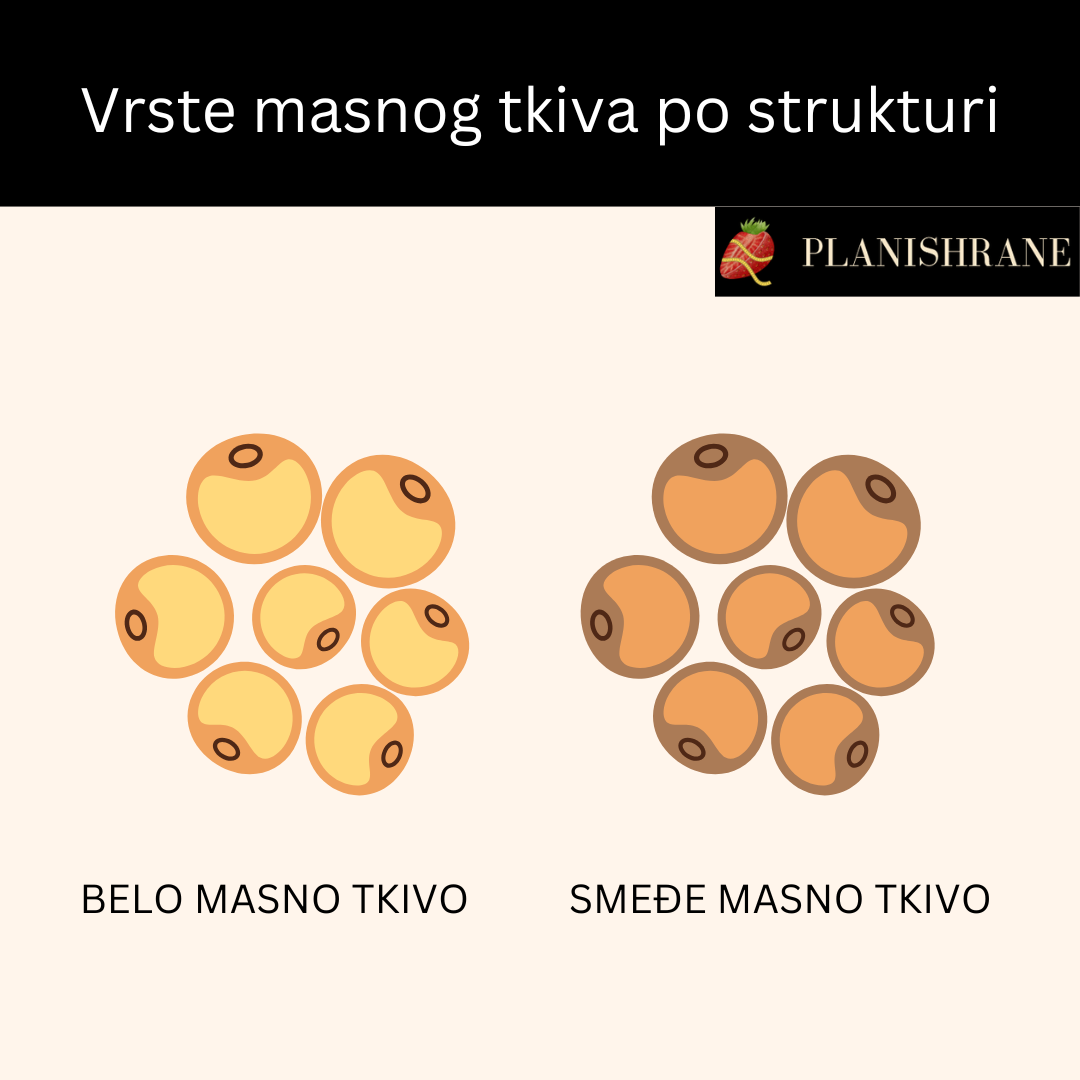 Koje vrste masnog tkiva postoje? - Plan Ishrane